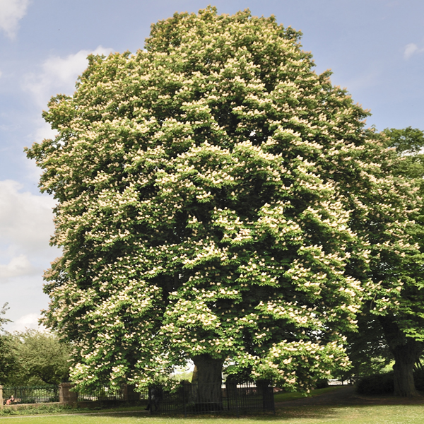 Treeselector | Global Tree Selector