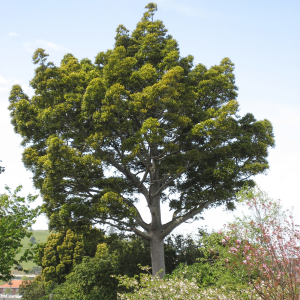 Treeselector | Global Tree Selector