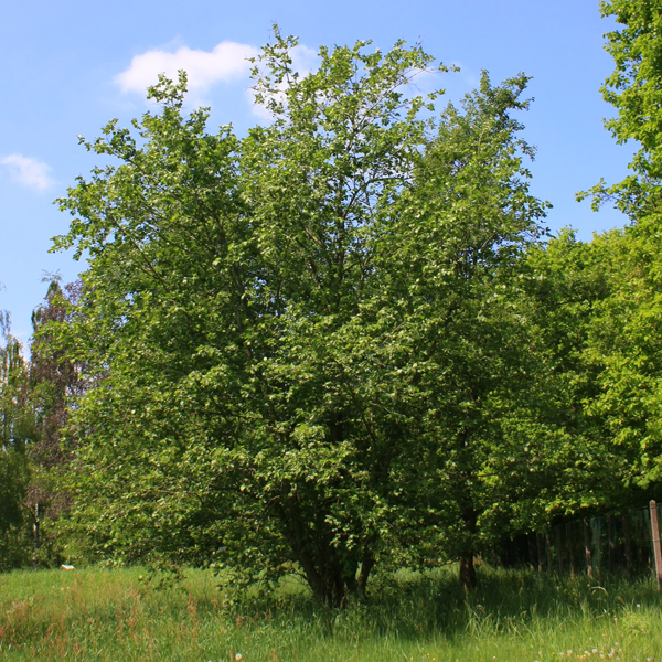 Treeselector | Global Tree Selector