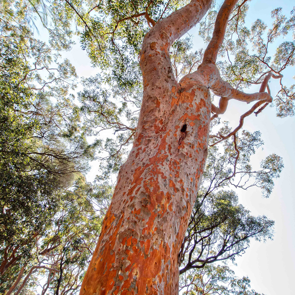 Treeselector | Global Tree Selector