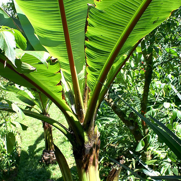 Treeselector | Global Tree Selector