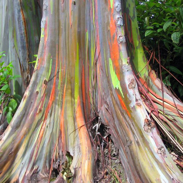 Treeselector | Global Tree Selector