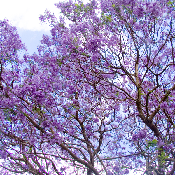 Treeselector | Global Tree Selector