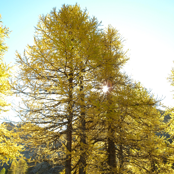 Treeselector | Global Tree Selector