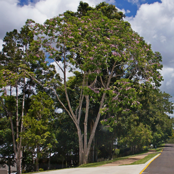 Treeselector | Global Tree Selector