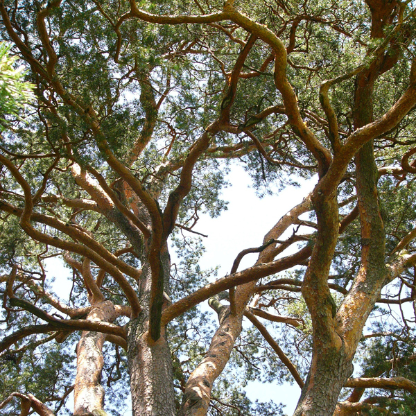 Treeselector | Global Tree Selector