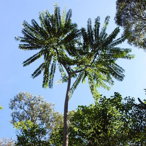 Treeselector | Global Tree Selector