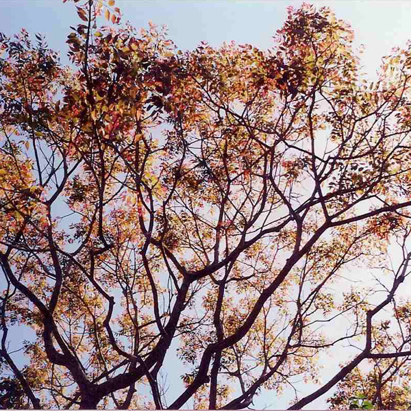 Treeselector | Global Tree Selector